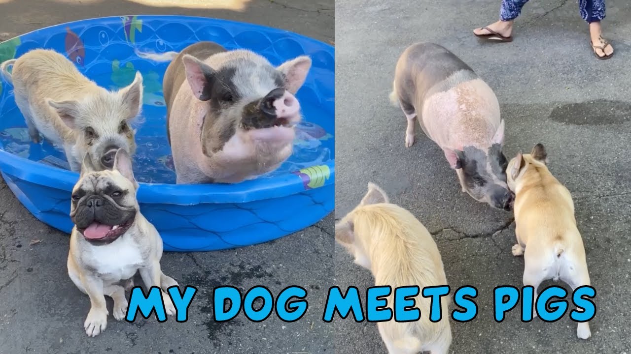 My Dog Met A Pig! | The CUTEST Interaction! 🥰🥰 - YouTube