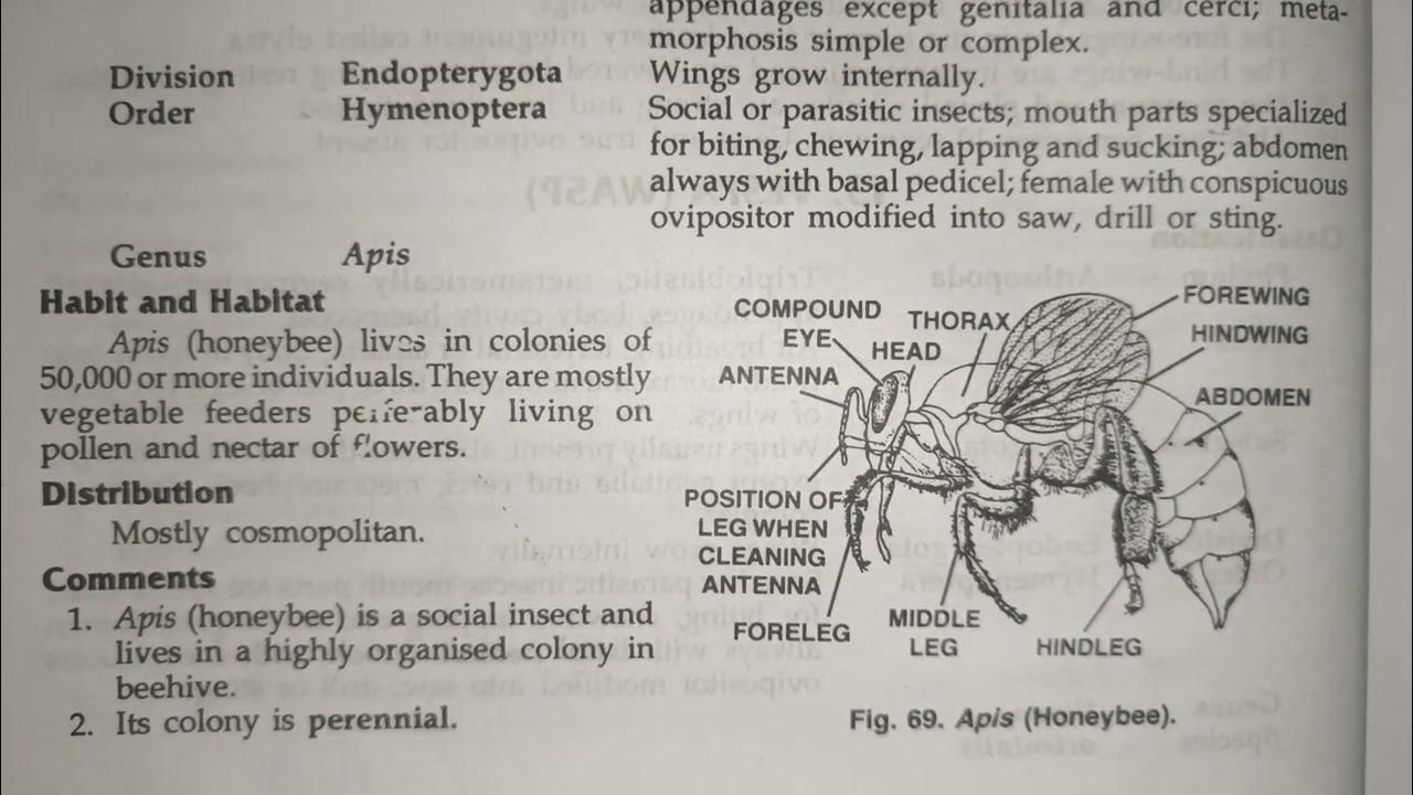 apis (honeybee) classification, habitat and comments zoology practical ...