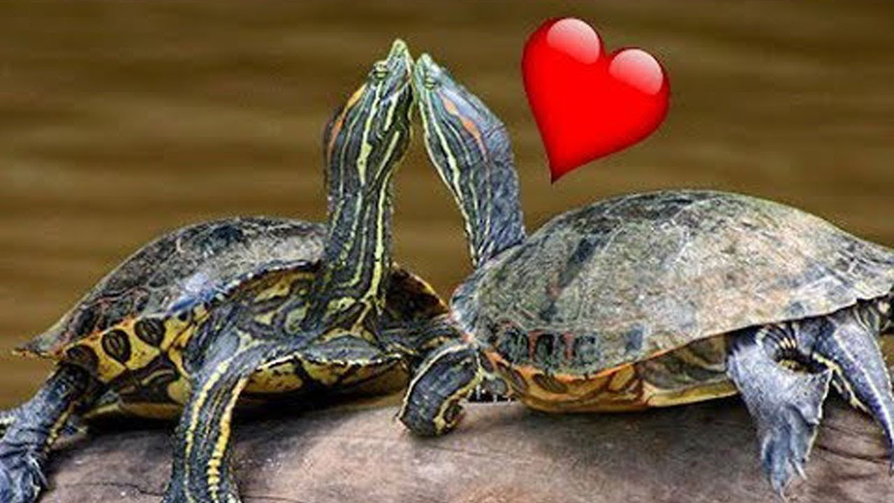 Cortejo de la ★Tortuga de Florida★ (TRACHEMYS SCRIPTA) 🐢 | ★Terrapin ...