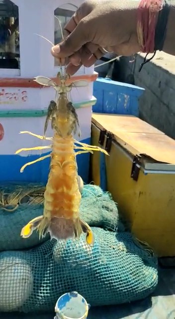 Mantis Shrimp Fish😱😳#fishing #fish #netfishing #shortvideo #youtube # ...