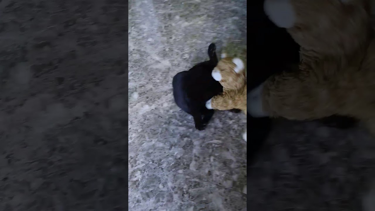 Cat attack! Ninja moves by my cat nigga - YouTube