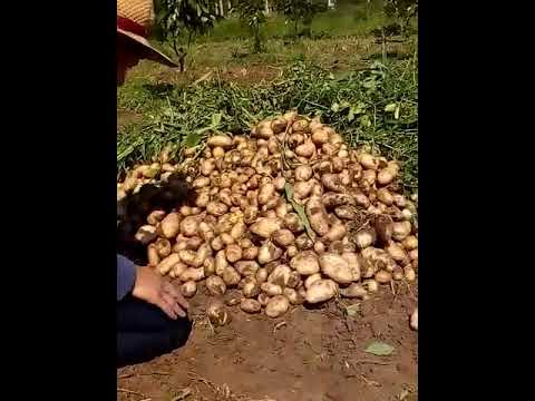 Kartoşka pirikol