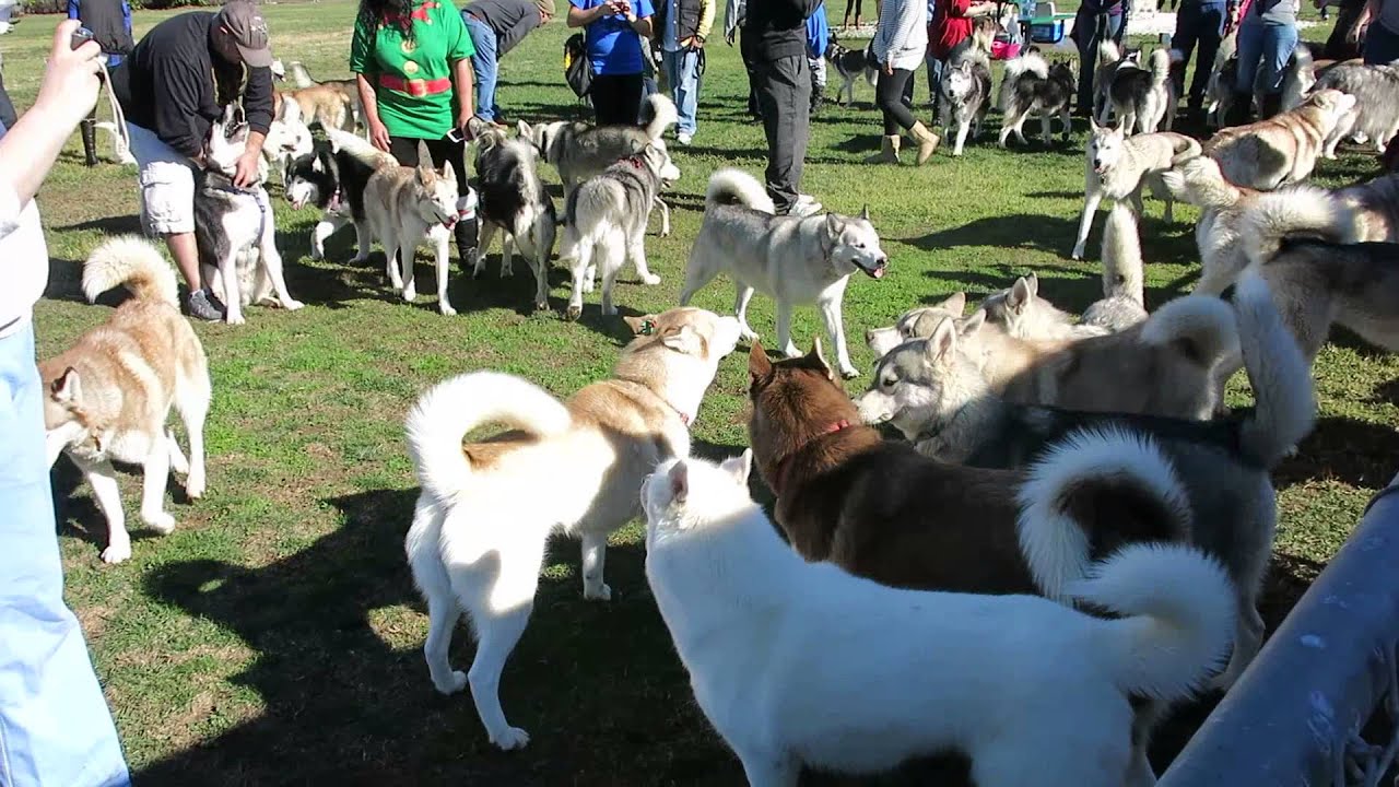 Husky Sing-a-long Song - YouTube