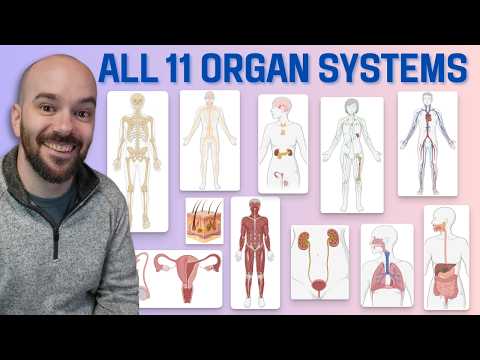 11 Organ Systems of the Human Body (Made Easy!)