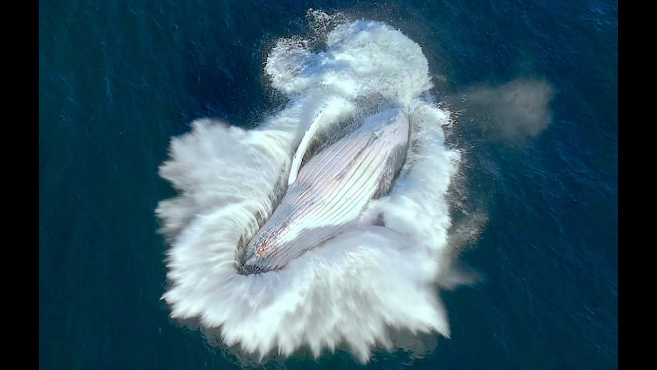 Massive Slaps for Humpbacks -PartB-4k - YouTube