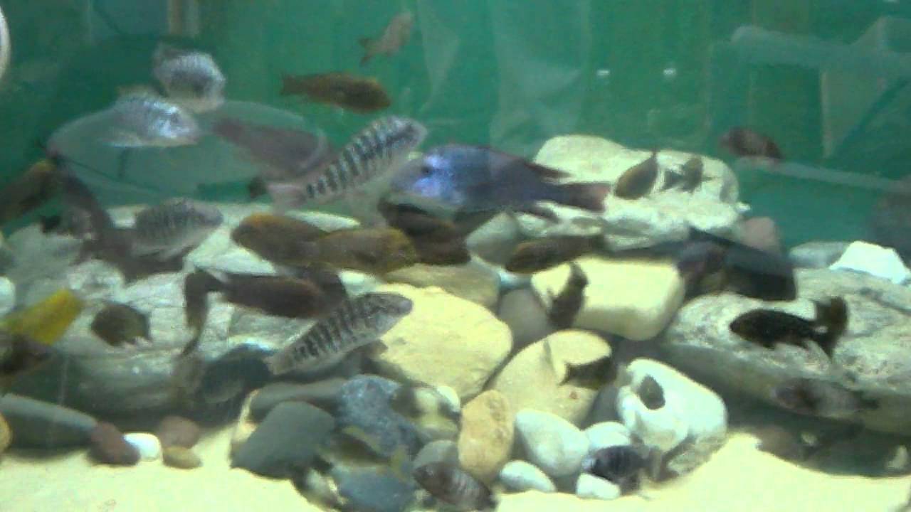 3000 Ltr Tanganyika Cichlid Pond - YouTube