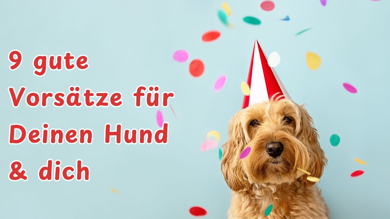 9 gute Vorsätze fürs neue Jahr mit Hund | Frohes neues Jahr | Guten ...