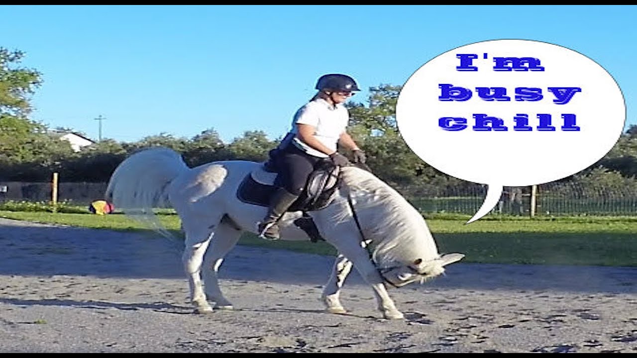 Dressage - Did I miss a turn? - Vlog-16 - YouTube