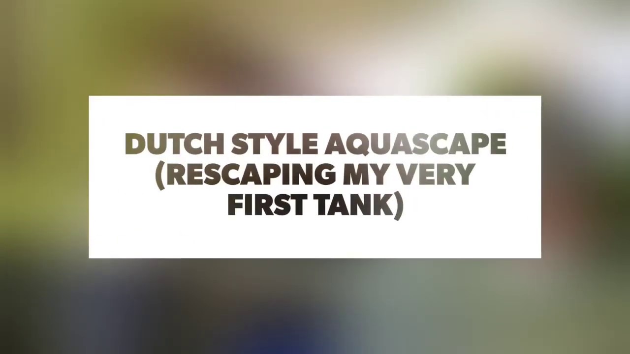 Dutch Style / Farm Tank Aquascape - YouTube