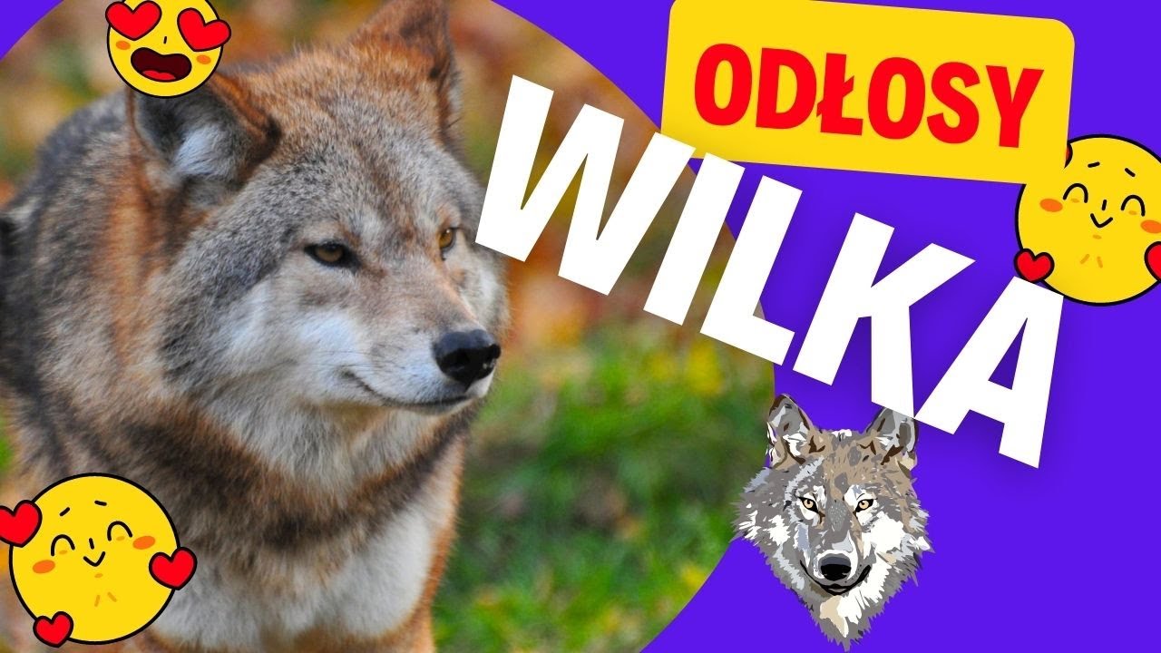 Odgłosy wilka - odgłosy zwierząt dla dzieci - jak wygląda wilk - video ...