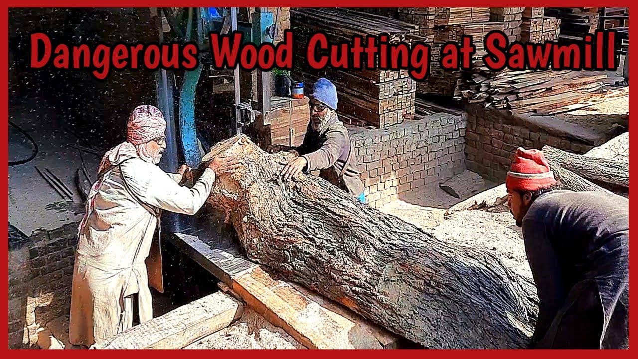 Toughest and Dangerous Wood Cutting । Skilled Teamwork for Cutting Wood ...