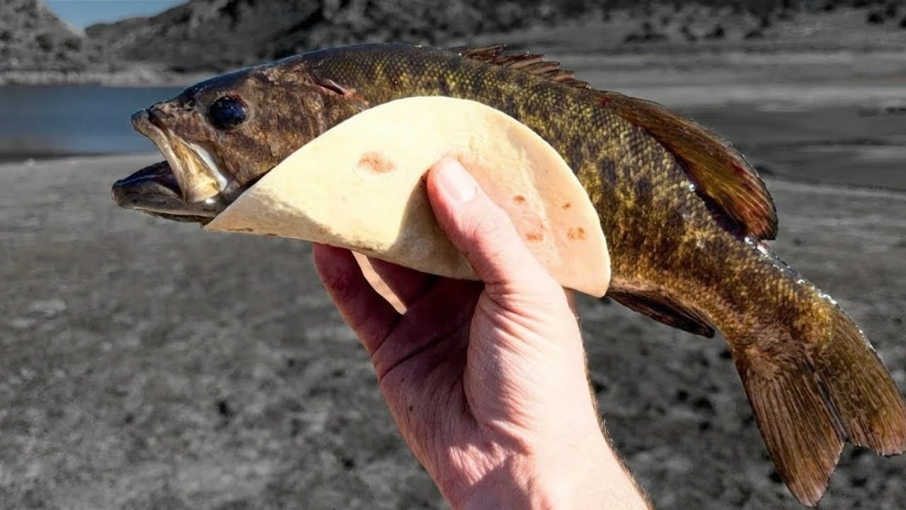 From Lake To Tortilla: Bass Taco Fishing Trip (CATCH & COOK) #fishing ...
