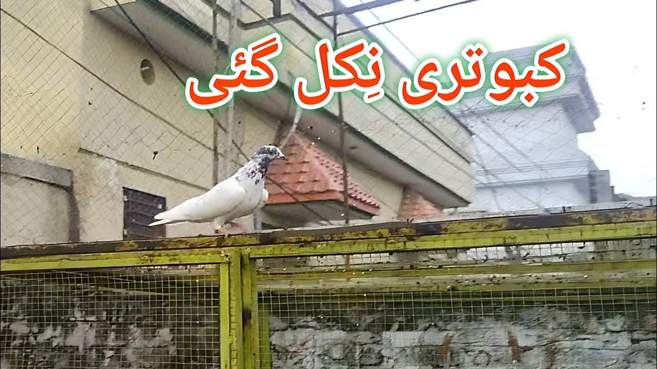 Kabootari Nikal Gai - YouTube