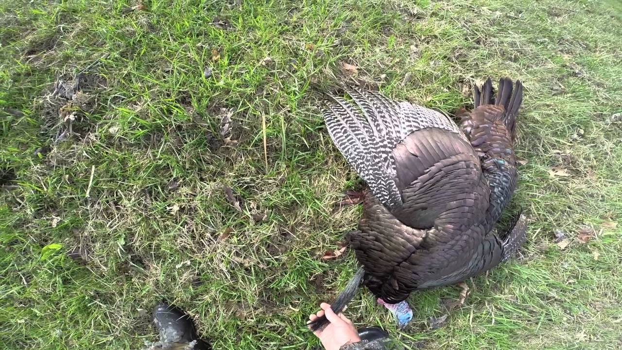 Horton Crossbow Turkey Kill - YouTube