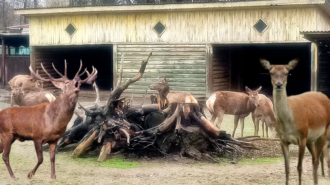 NOBLE DEER walk in the zoo after the rain. LIFE of ANIMALS. - YouTube