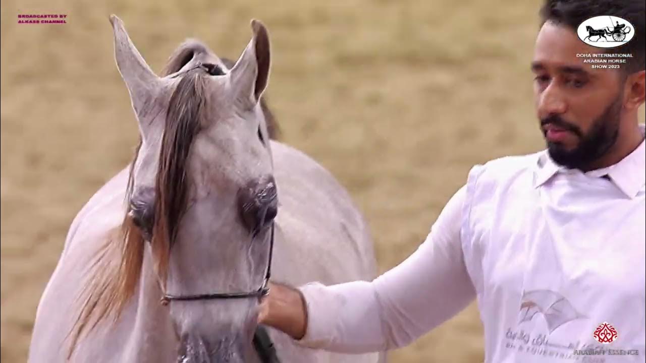Doha International Arabian Horse Show 2023 Classe 2A - YouTube