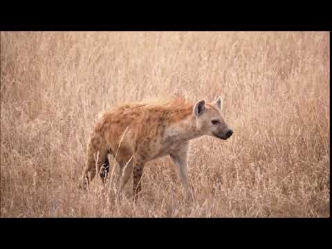 Hyena Laugh | Free Sound Effects | Animal Sounds