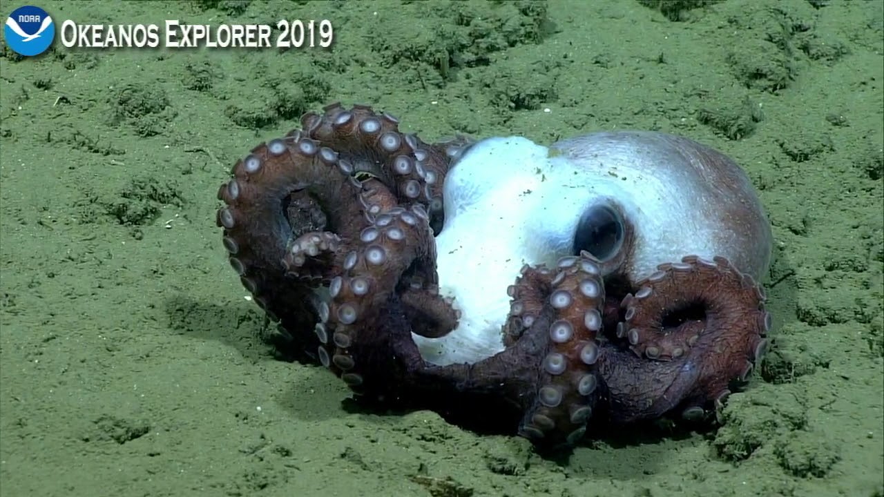 Okeanos Explorer Video Bite: Octopus - YouTube