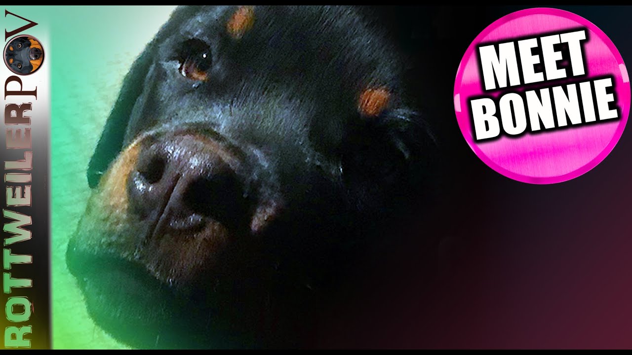 Rottweiler Puppies 8 weeks old! 3 Puppies! Rottweilers Being Cute and ...