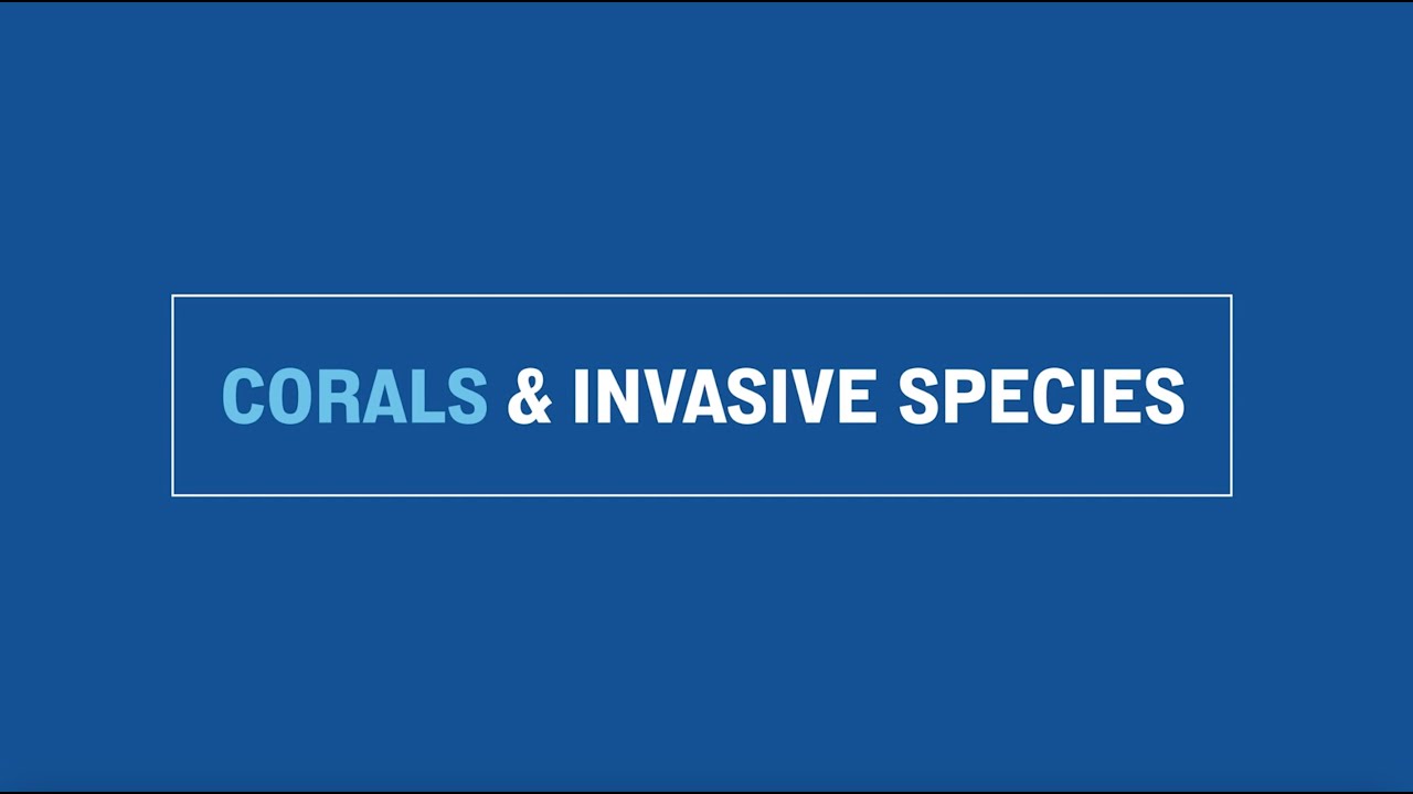 Lionfish Invasion! Florida's Coral Reefs Under Attack - Act Now ...