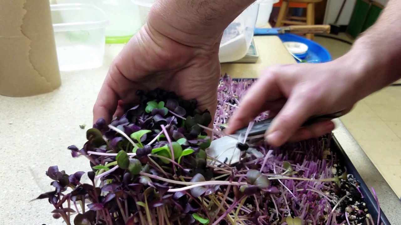 Harvesting Sango Radish and a look at our Knives! - YouTube