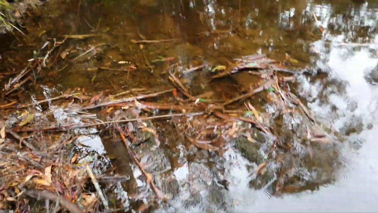 Gold prospecting in Tasmania pt1 - YouTube