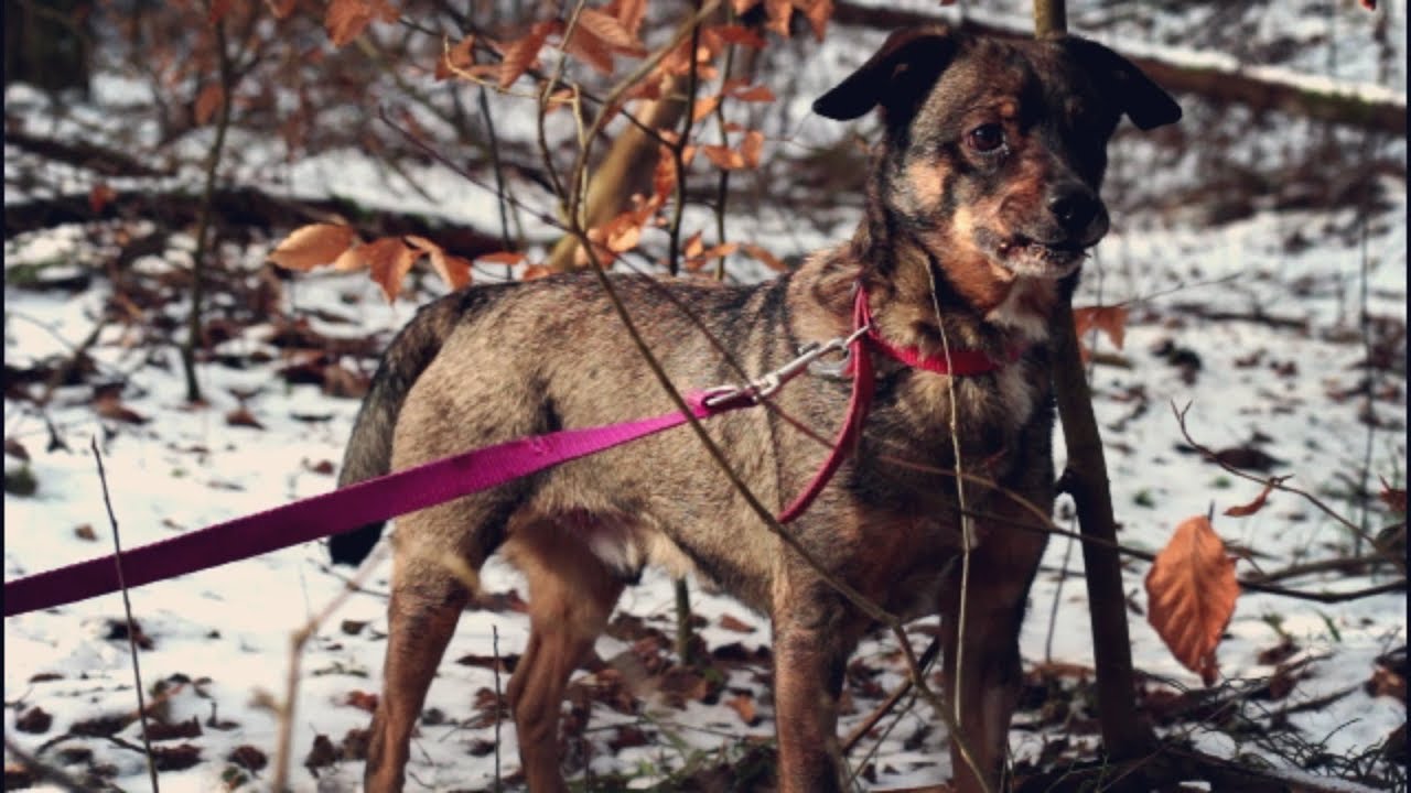 Gryf- pies do adopcji Schronisko dla Zwierząt w Olsztynie - YouTube