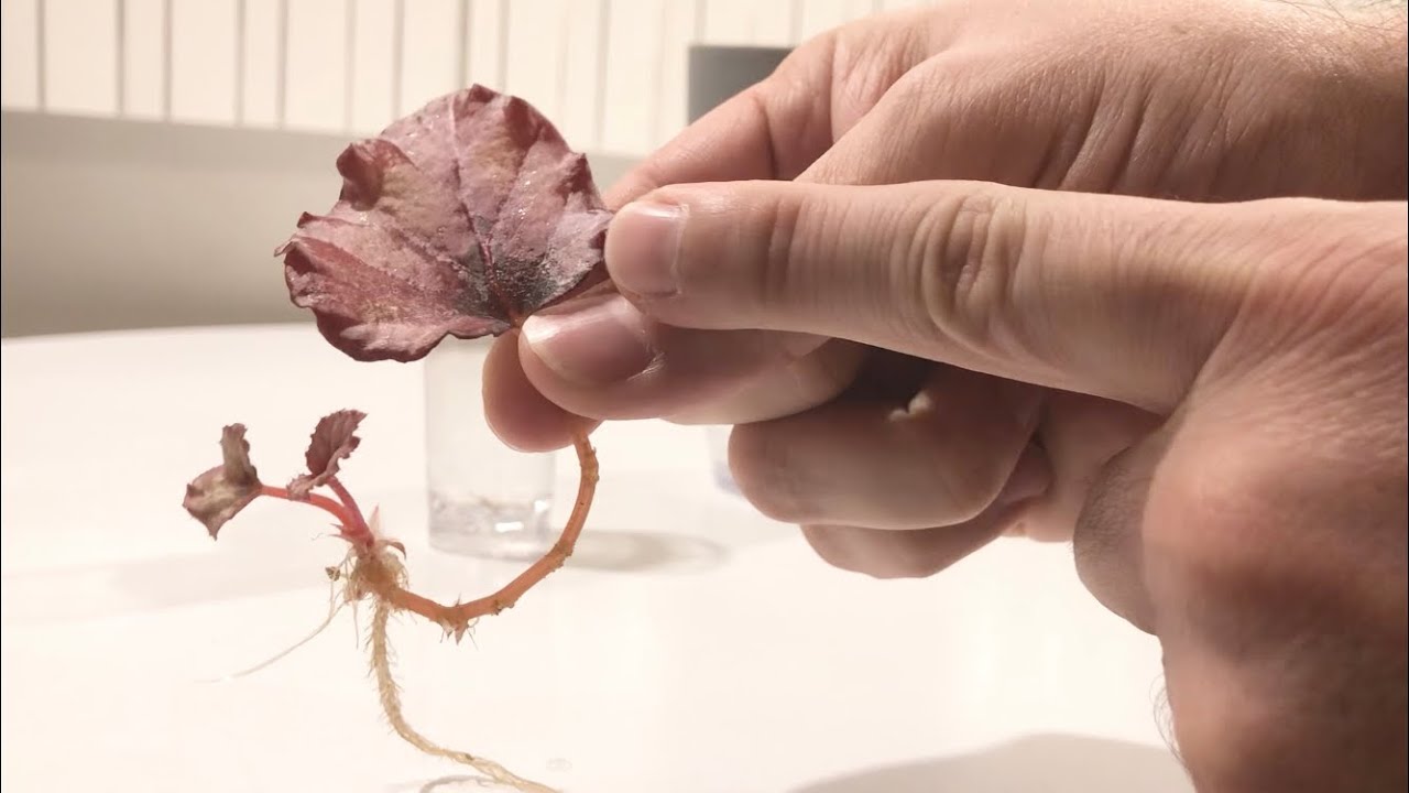 The Rex Begonia Petiole Propagation Experiment - Part 1 - YouTube