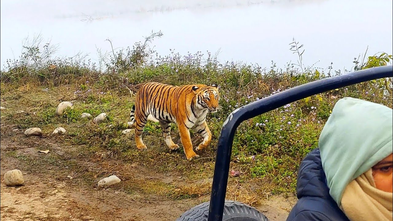 😲TIGER ENCOUNTER | TIGER इतने करीब | Jungle Safari - YouTube