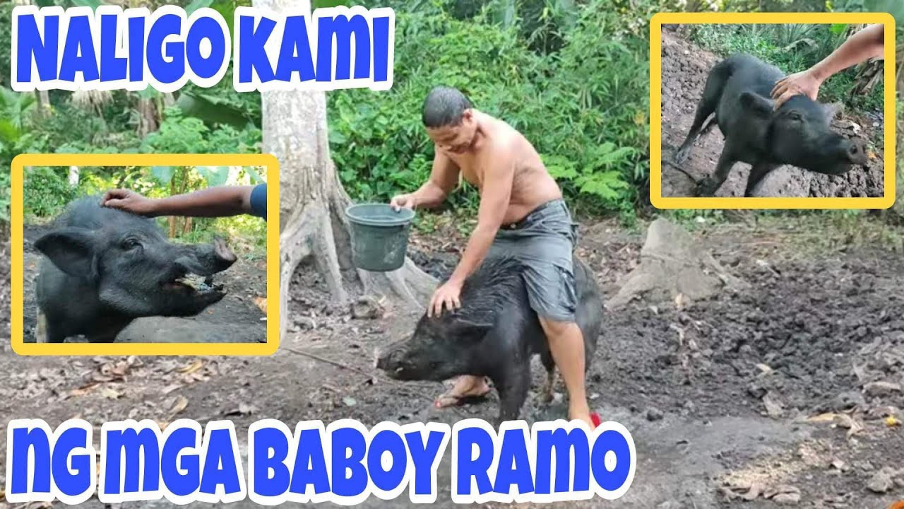 NALIGO KAMI NG MGA ALAGA KUNG BABOY RAMO NATIVE PIGS - YouTube
