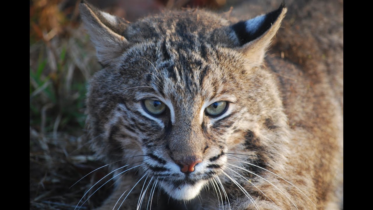Can You Eat A Bobcat? - YouTube