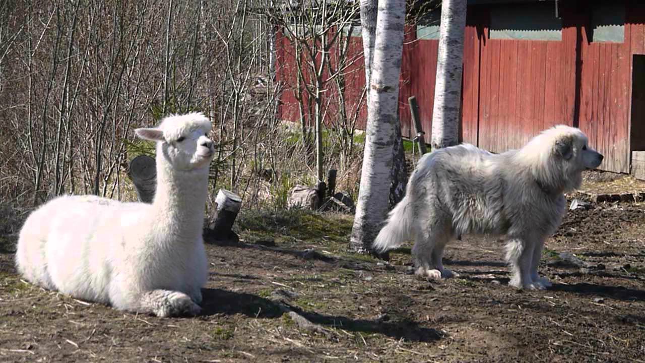 Pyrenean Mountain Dog (Great Pyrenees) with Alpaca - YouTube