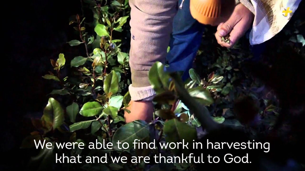 Night Shift At The Family Khat Farm - YouTube