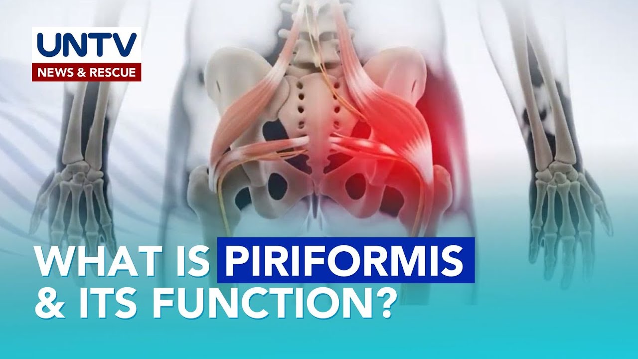 Importance of piriformis muscle to human movement explained by medical ...