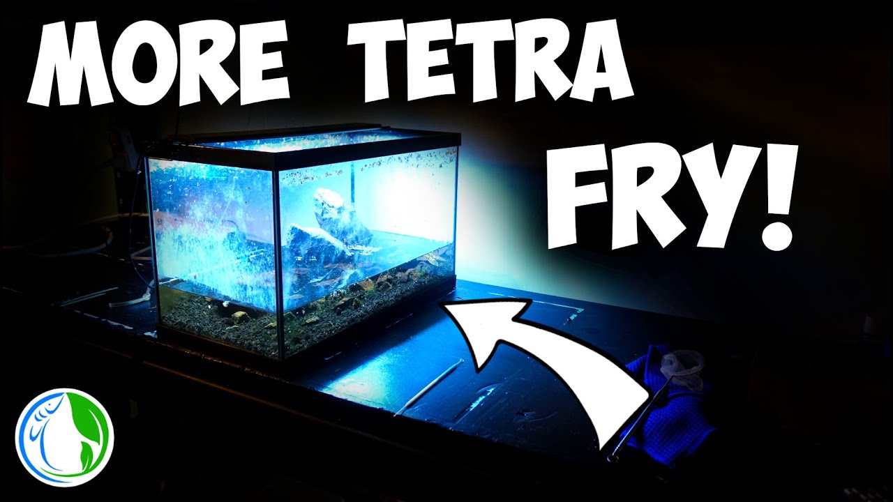 MORE Tetra Fry! - Final Fish Studio Update EVER! - YouTube