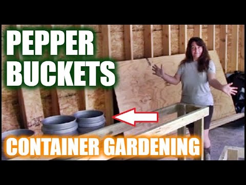 Growing Peppers In Buckets | Container Gardening - YouTube