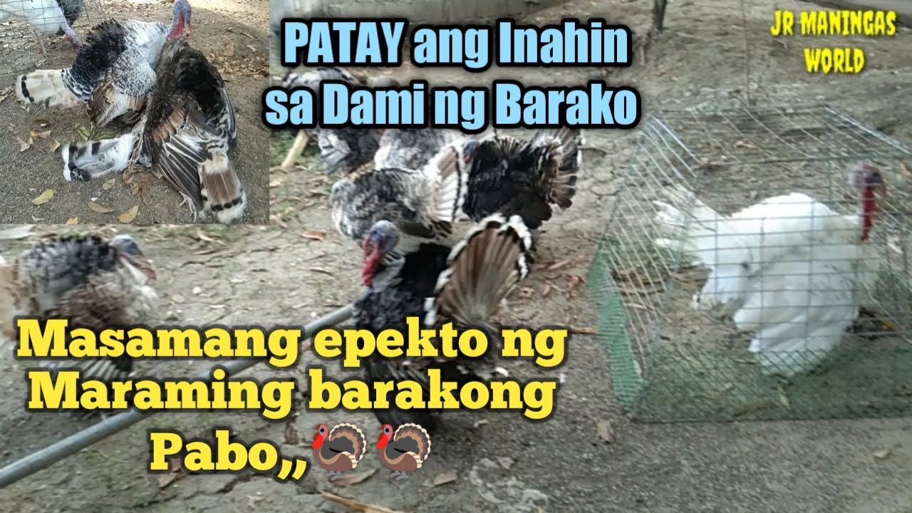 Masamang epekto ng Maraming barakong Pabo / Pag kakamali sa Pag aalaga ng Pabo. - YouTube