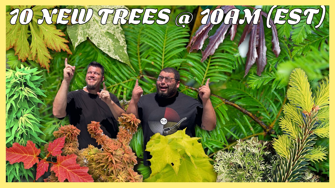 Magically Magnificent 10 Trees @ 10AM | Rare Japanese Maples & Conifers ...