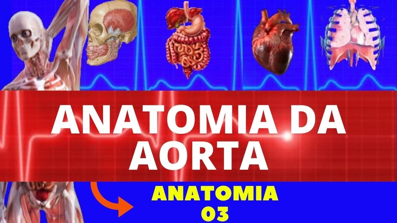 ANATOMIA DA AORTA (ARCO DA AORTA, AORTA TORÁCICA E AORTA ABDOMINAL) ANATOMIA COMPLETA DA AORTA ...
