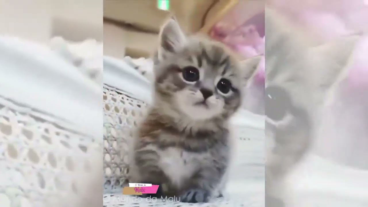 Animais Bebés Animais Fofos Compilação de Vídeos de Animais Bebés ...