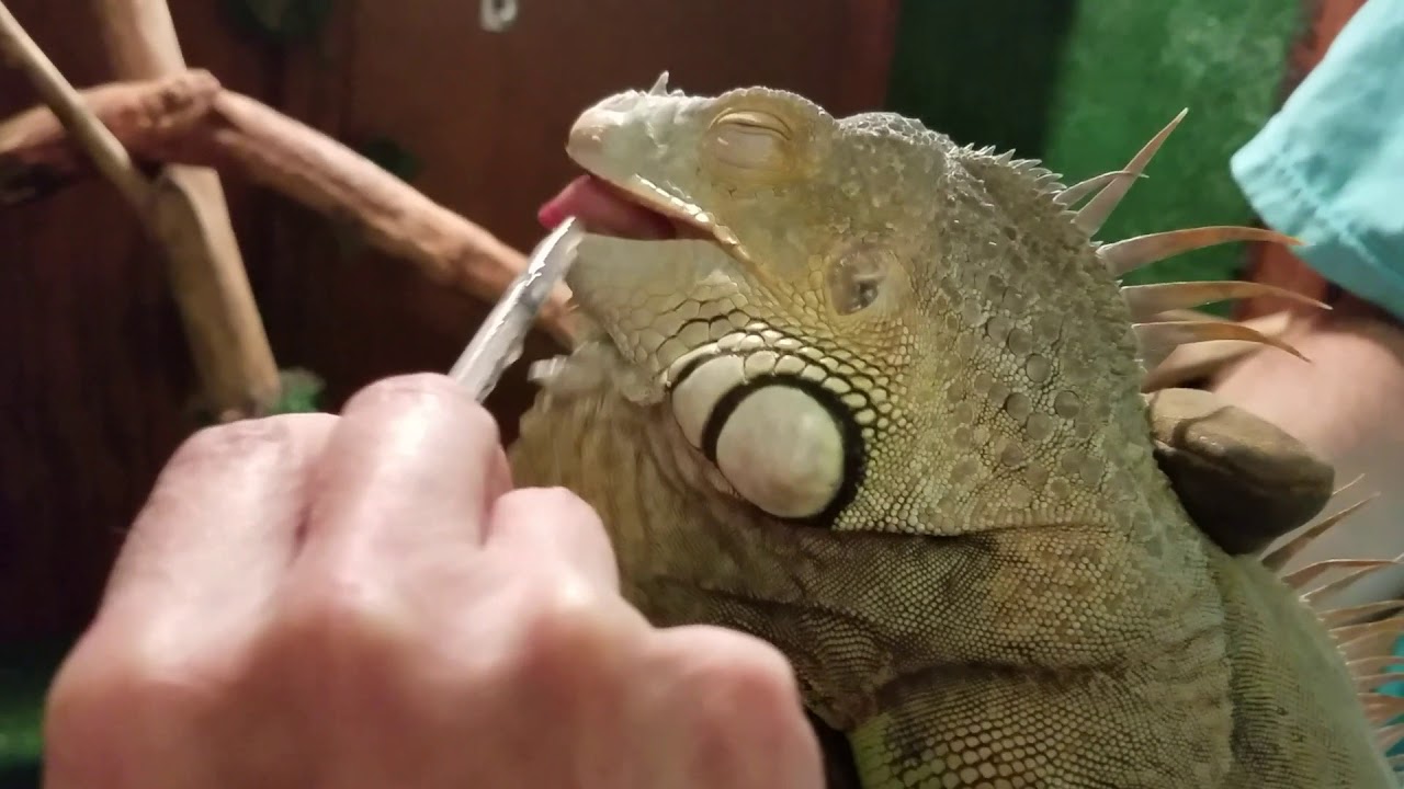 Narfle the Garthok - YouTube