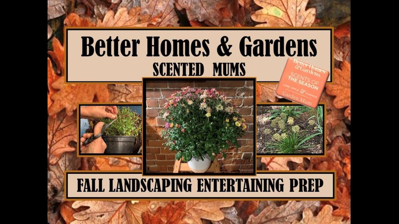 Fall Scented Mums Better Homes & Garden *Landscaping Tips *Autumn ...