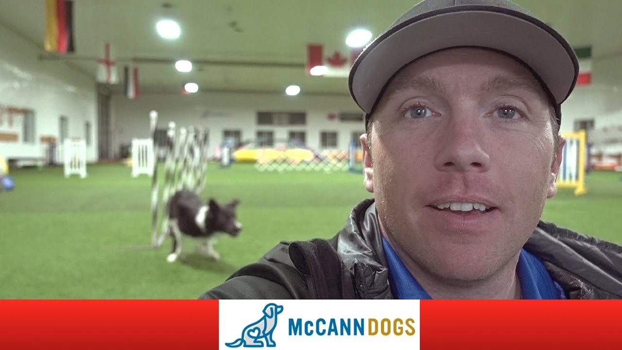 McCann Dogs YouTube Channel And Livestream Annnouncement - YouTube