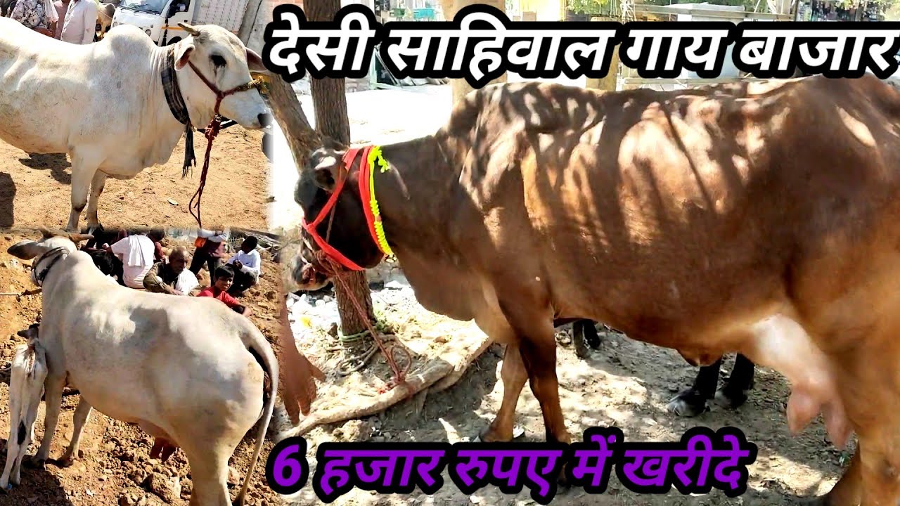 Dairy farm | Pashu Mandi bhind | Cow for sale | Desi sahiwal Jersey cow ...