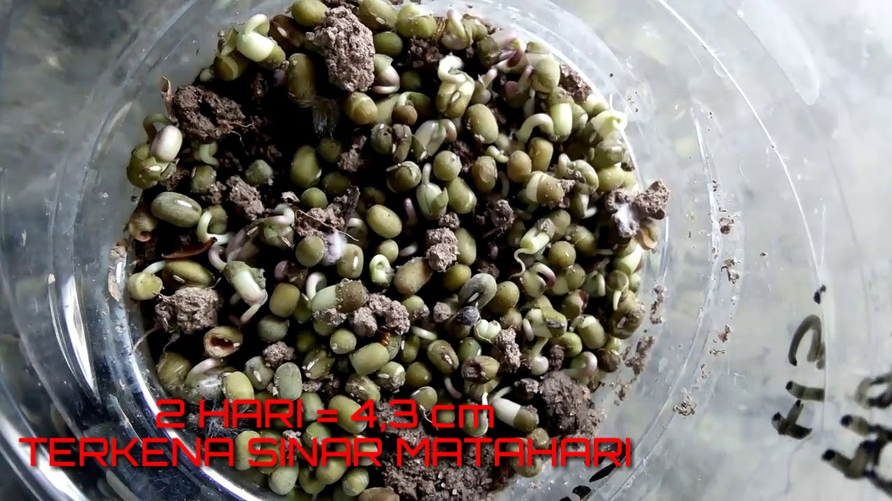 Praktikum perkecambahan tanaman toge - YouTube