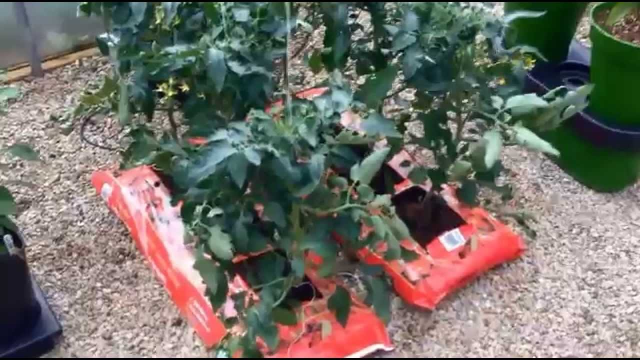 Growbag Drip Watering System - YouTube