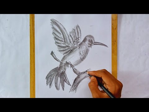 How to make sample bird drawing in Pen #drawing #beginners #birds - YouTube