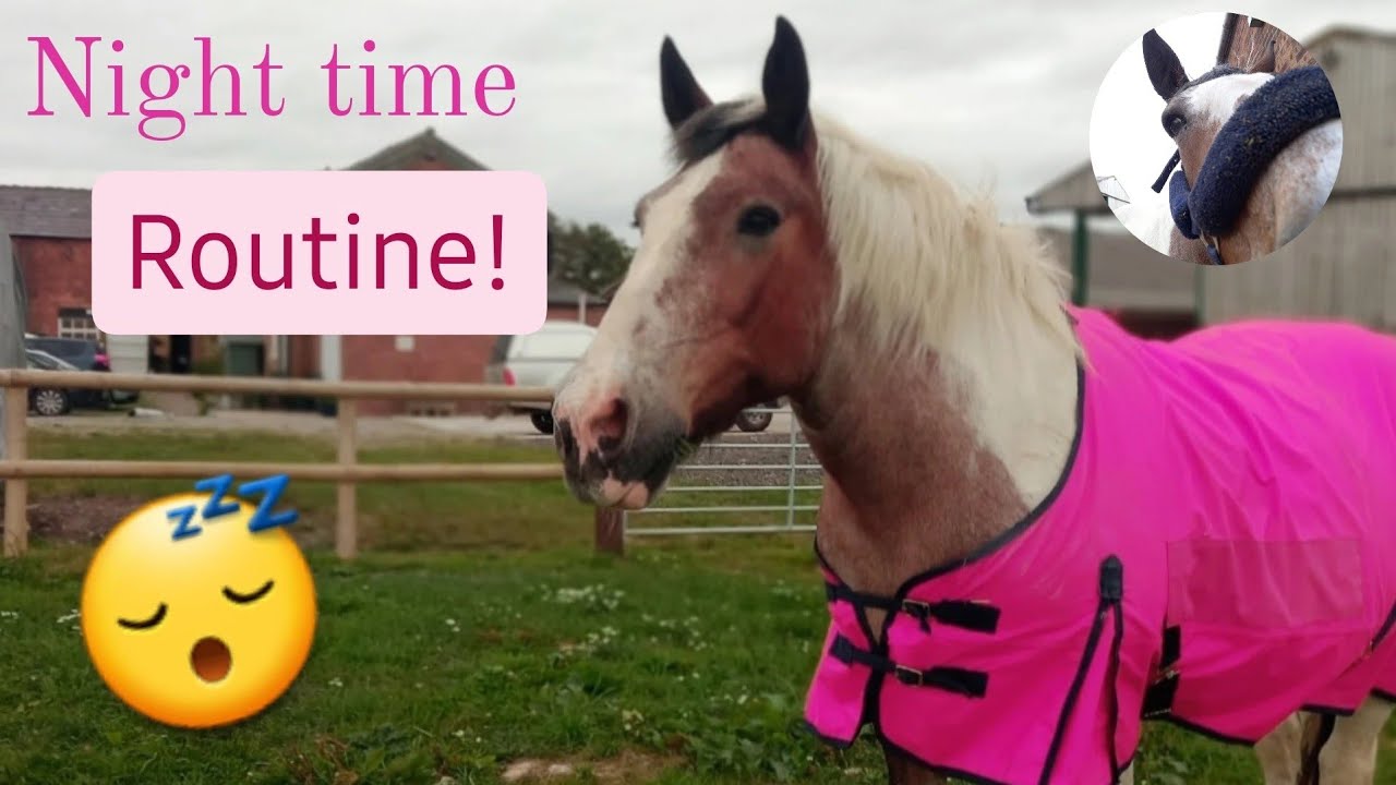 veteran pony's night routine!gopro edition|kim_eq - YouTube