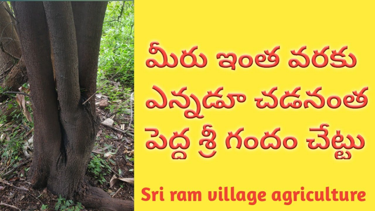 Indian Sandalwood Crop Cultivation/sandal wood trees - YouTube
