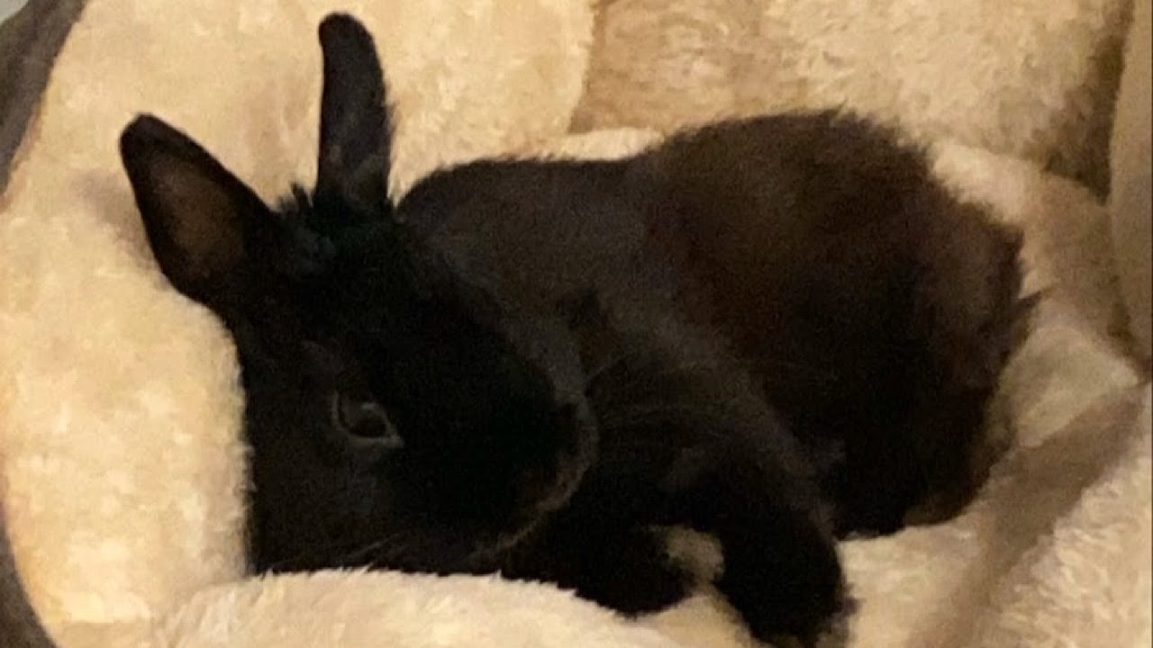 I GOT A BUNNY !! + BUNNY CARE TIPS - YouTube